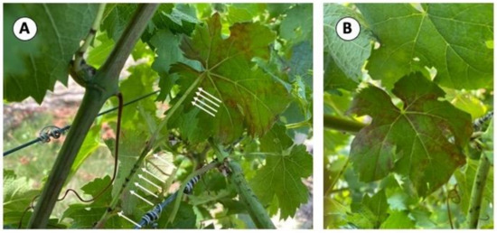 The Three-Cornered Alfalfa Hopper, Spissistilus festinus, Is a Vector ...