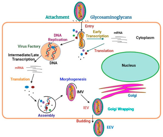 Recent Advances in Research and Management of Human Monkeypox Virus: An ...