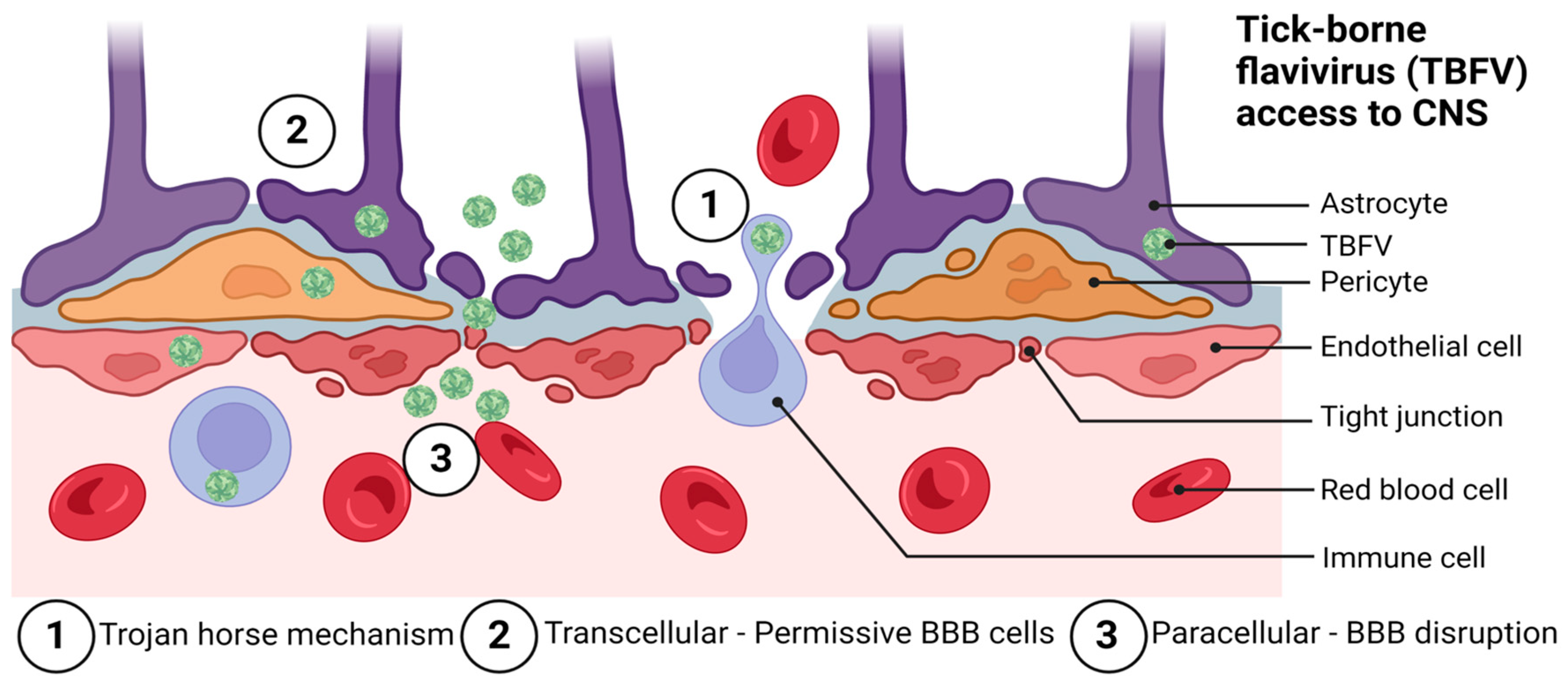 T Cells in Tick-Borne Flavivirus Encephalitis: A Review of Current ...