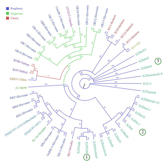 Genetic Characterization of Raspberry Bushy Dwarf Virus Isolated from ...
