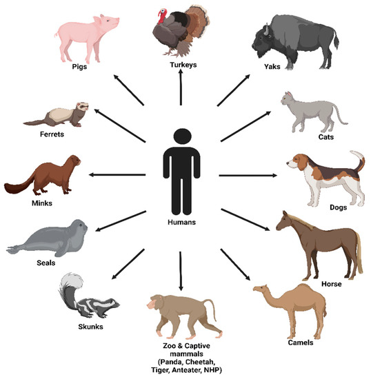 Zoonotic Animal Influenza Virus and Potential Mixing Vessel Hosts