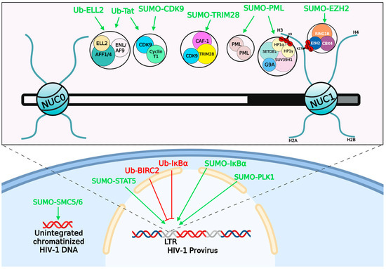 The Involvement of Ubiquitination and SUMOylation in Retroviruses ...