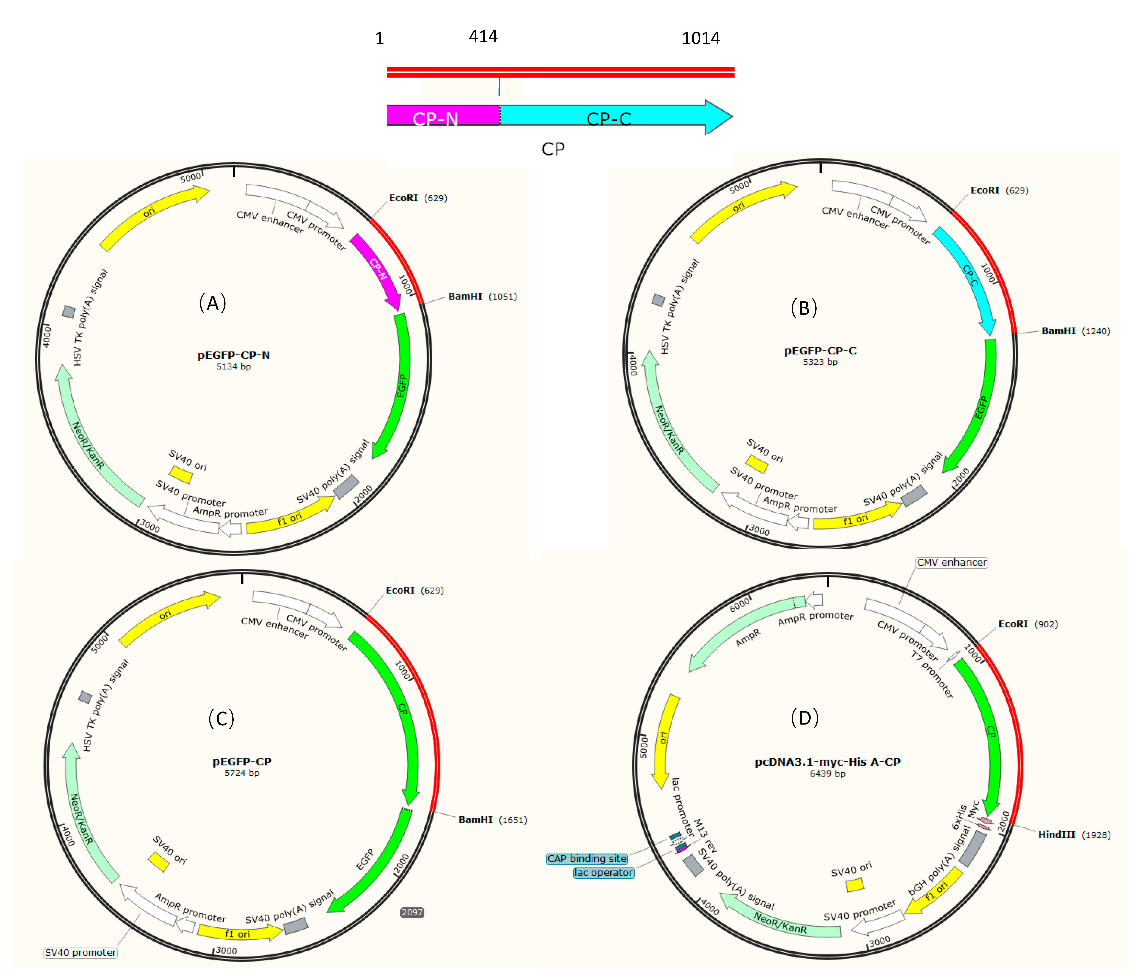 Cells and Fugu Response to Capsid of BFNNV Genotype
