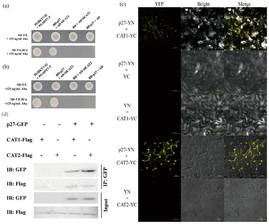 Interactions of Tomato Chlorosis Virus p27 Protein with Tomato Catalase ...