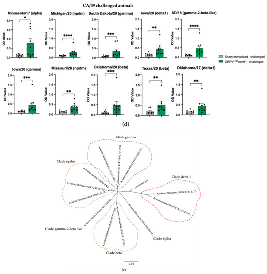 An Orf-Virus (ORFV)-Based Vector Expressing a Consensus H1 ...