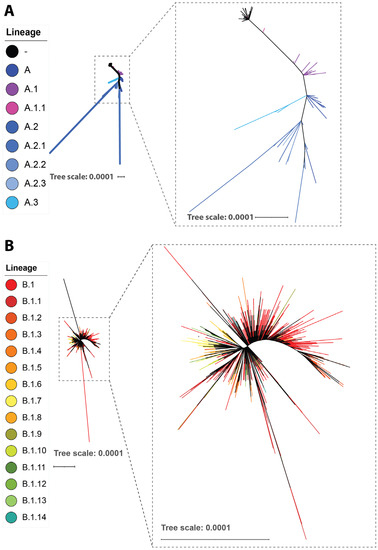Mpox Virus: Its Molecular Evolution and Potential Impact on Viral ...