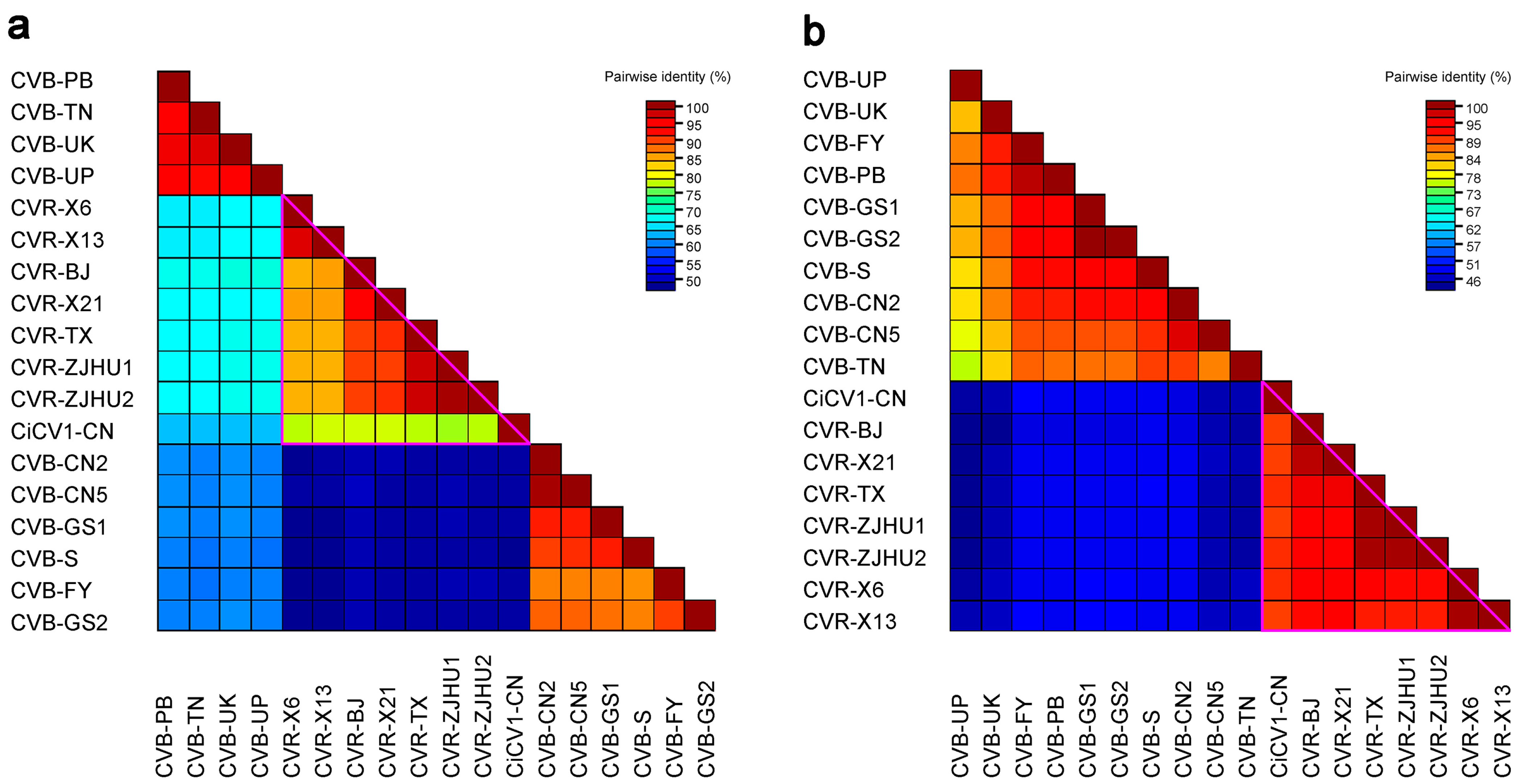 Identification and Molecular Characterization of a Novel Carlavirus ...