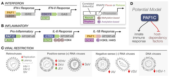Viruses | Free Full-Text | The Archer and the Prey: The Duality of ...