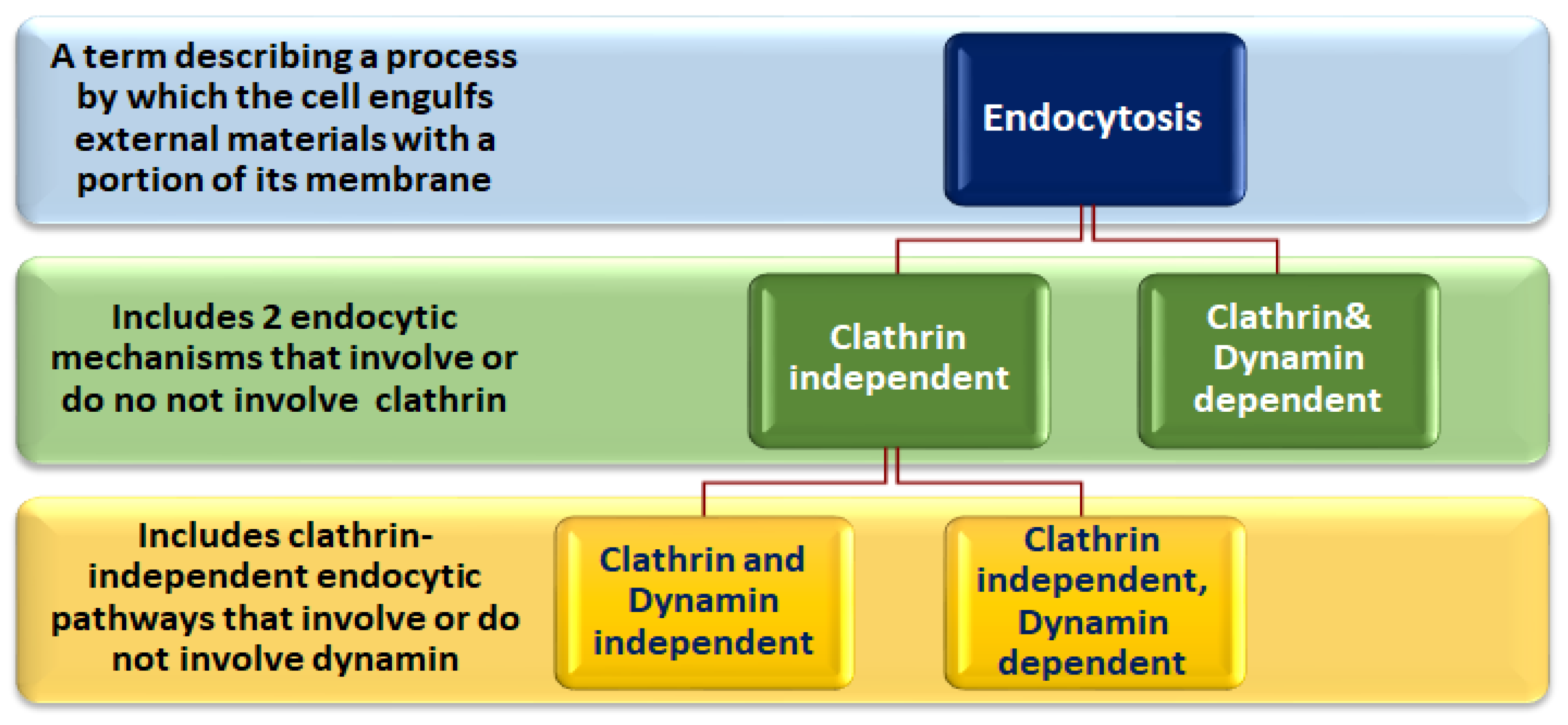 Mechanistic-Based Classification of Endocytosis-Related Inhibitors ...