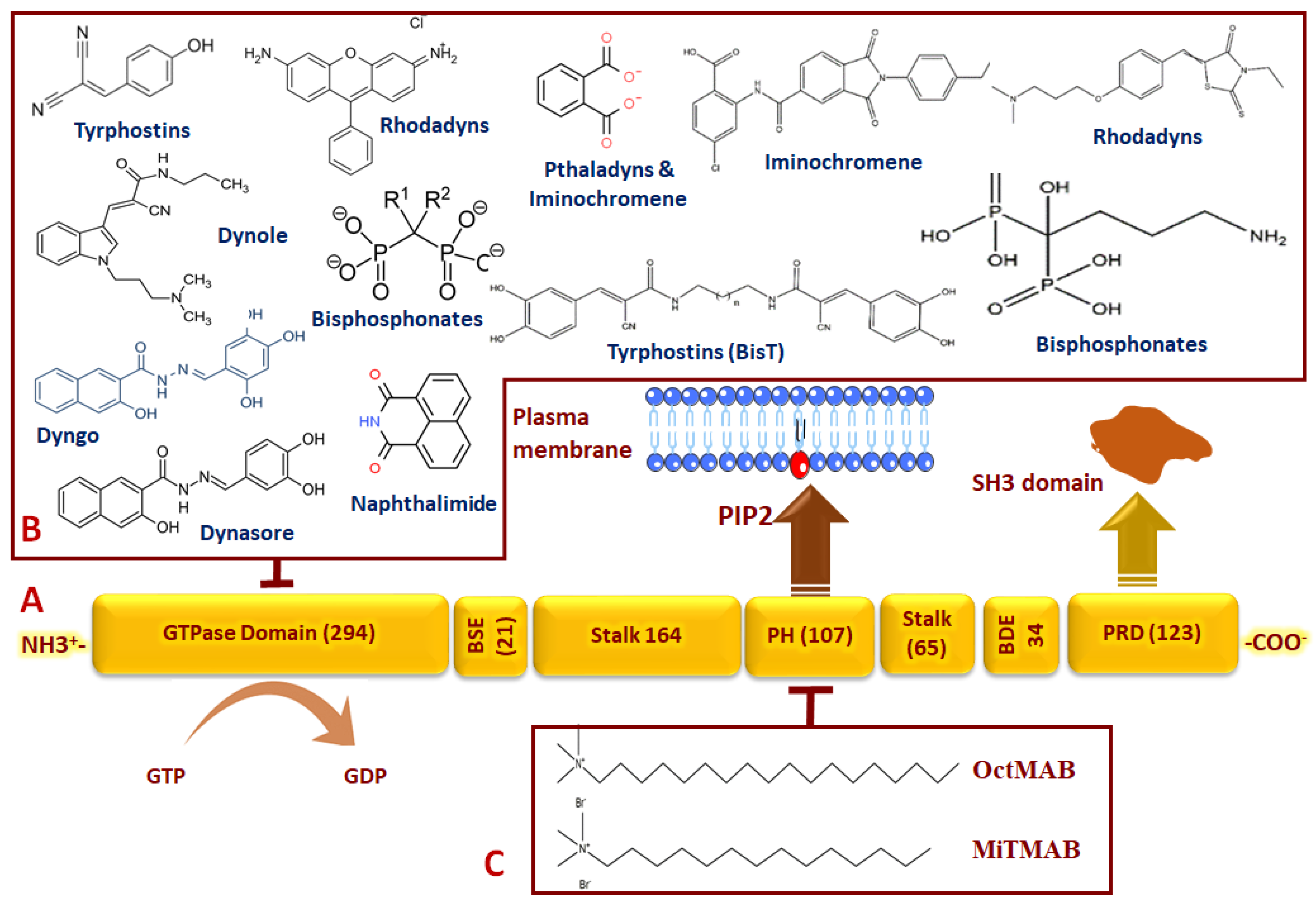 Mechanistic-Based Classification of Endocytosis-Related Inhibitors ...