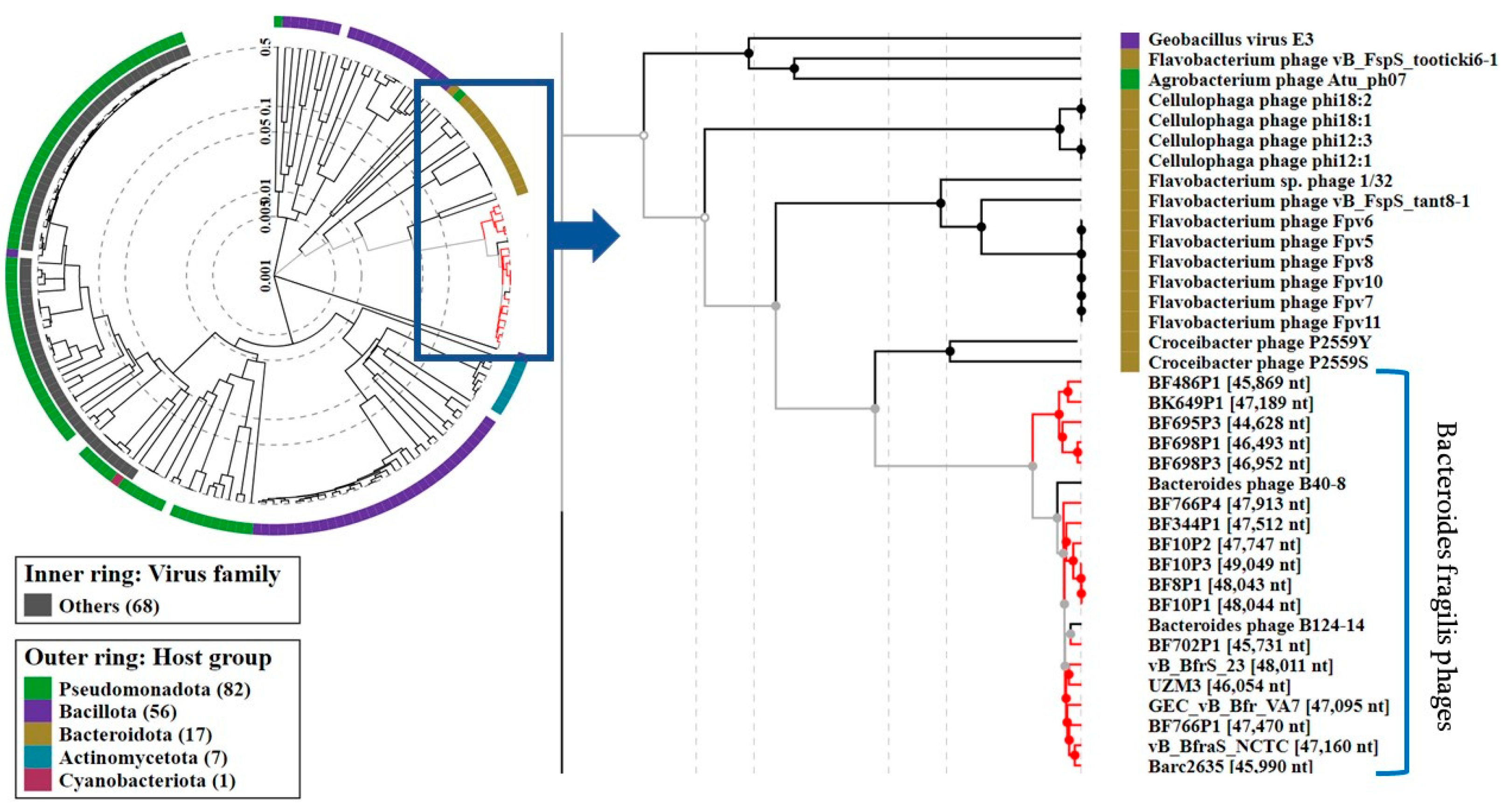 Characterization of a Bacteriophage GEC_vB_Bfr_UZM3 Active against ...