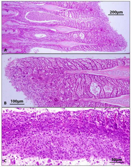 Clinical and Laboratory Parameters of Carp Edema Virus Disease: A Case ...