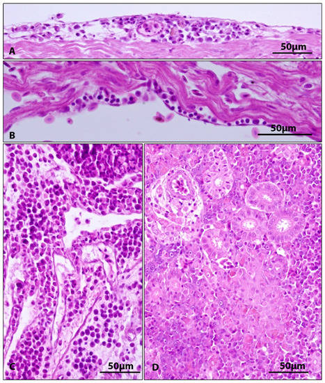Clinical and Laboratory Parameters of Carp Edema Virus Disease: A Case ...
