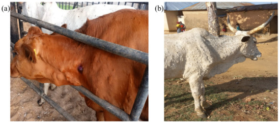 Viruses | Free Full-Text | Poxvirus Infections in Dairy Farms and ...