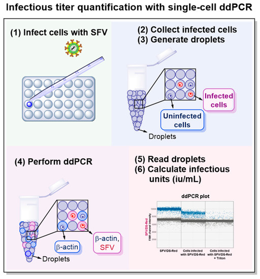 Recombinant Virus Quantification Using Single-Cell Droplet Digital PCR: A Method for Infectious ...