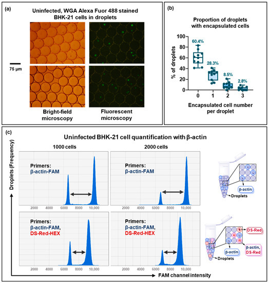 Recombinant Virus Quantification Using Single-Cell Droplet Digital PCR ...