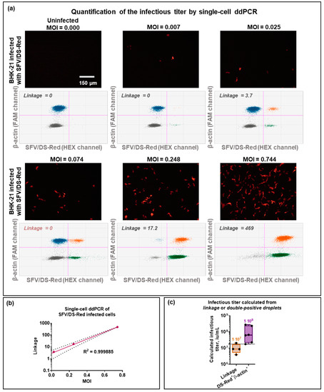 Recombinant Virus Quantification Using Single-Cell Droplet Digital PCR ...