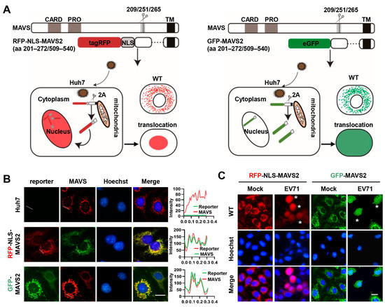 MAVS-Based Reporter Systems for Real-Time Imaging of EV71 Infection and ...