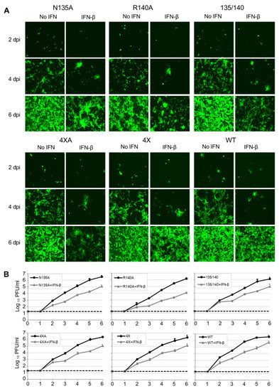 Ebolavirus Species-Specific Interferon Antagonism Mediated by VP24