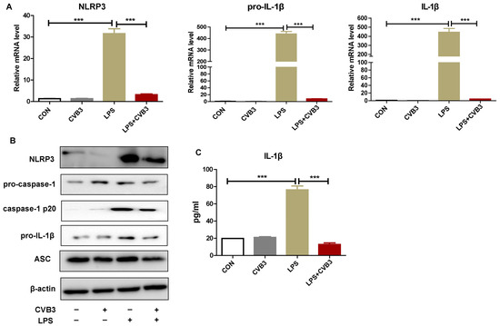 CVB3 Inhibits NLRP3 Inflammasome Activation by Suppressing NF-κB ...