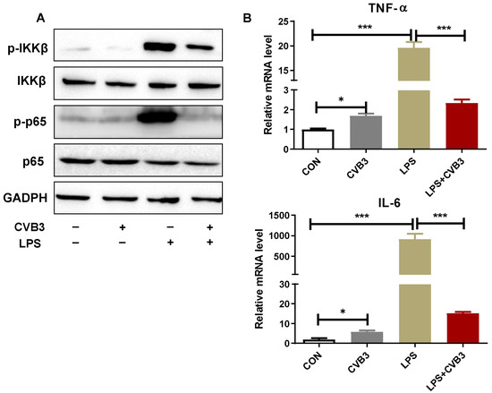 CVB3 Inhibits NLRP3 Inflammasome Activation by Suppressing NF-κB ...