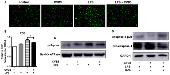 CVB3 Inhibits NLRP3 Inflammasome Activation by Suppressing NF-κB ...