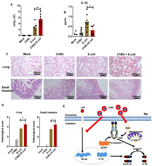CVB3 Inhibits NLRP3 Inflammasome Activation by Suppressing NF-κB ...