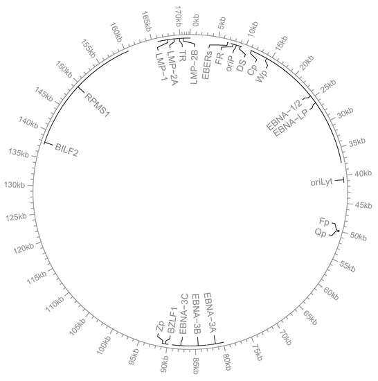 Three-Dimensional Chromatin Structure of the EBV Genome: A Crucial ...