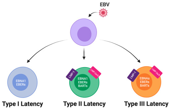 Three-Dimensional Chromatin Structure of the EBV Genome: A Crucial ...