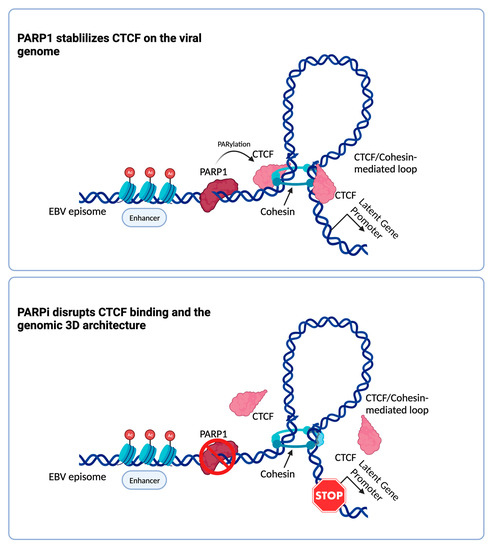 Three-Dimensional Chromatin Structure of the EBV Genome: A Crucial ...