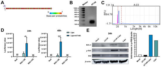 A Novel Targeted RIG-I Receptor 5′Triphosphate Double Strain RNA-Based ...
