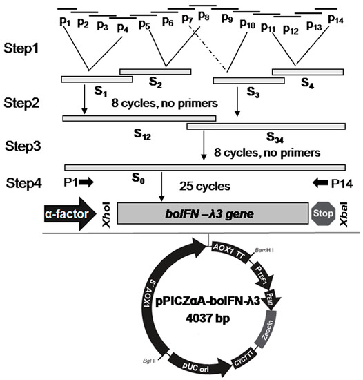 Biological Activity of Optimized Codon Bovine Type III Interferon ...