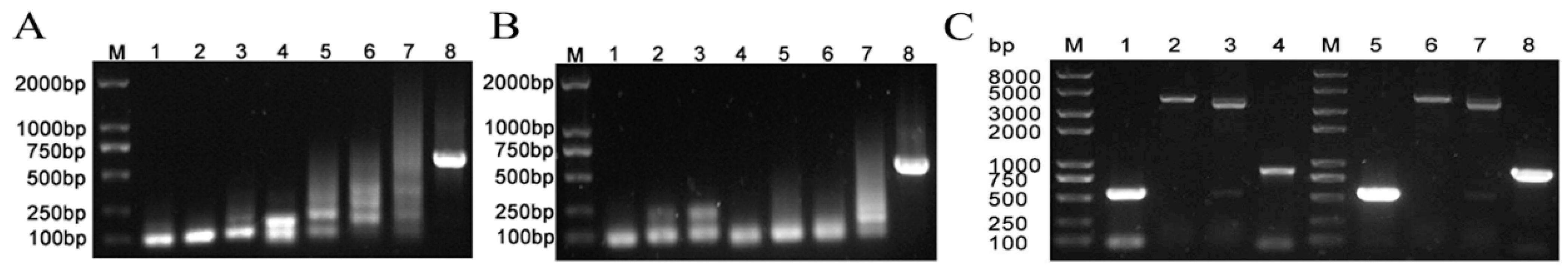 Biological Activity of Optimized Codon Bovine Type III Interferon ...