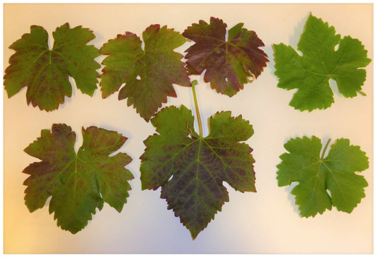 A Chronological Study on Grapevine Leafroll-Associated Virus 2 in Australia