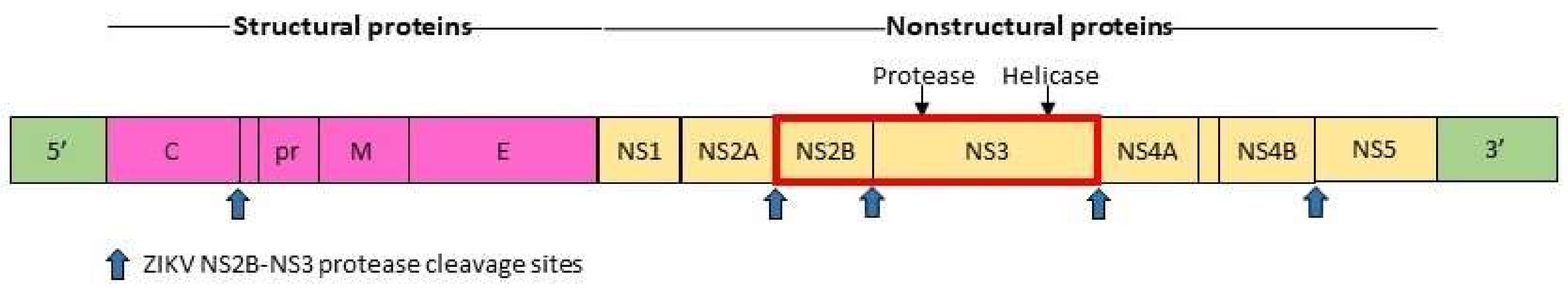 Viruses | Free Full-Text | Allosteric Inhibitors of Zika Virus NS2B-NS3 Protease Targeting ...