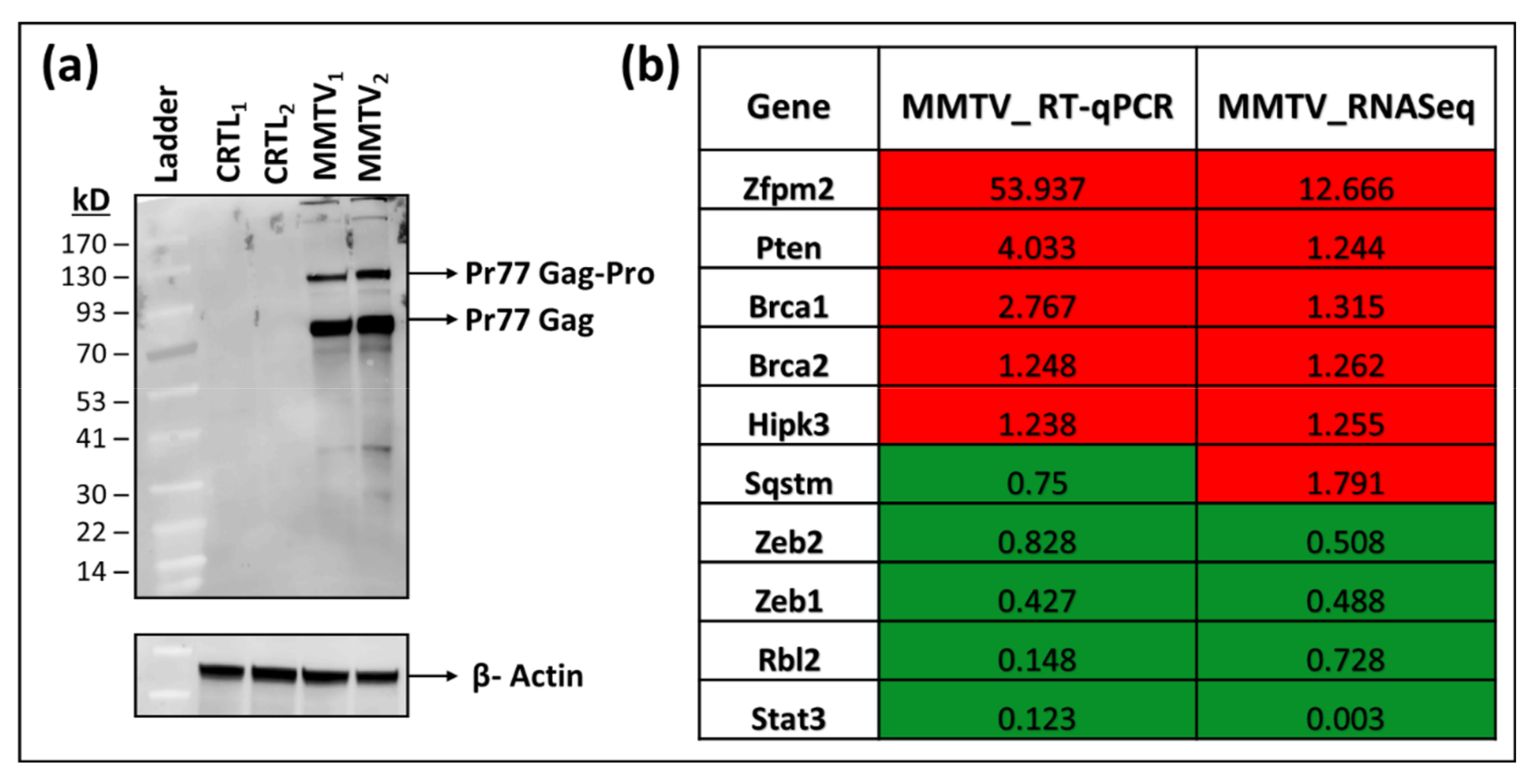 Viruses | Free Full-Text | Global Down-regulation of Gene Expression ...