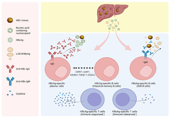 Hepatitis B Core Antibody Level: A Surrogate Marker for Host Antiviral Immunity in Chronic ...