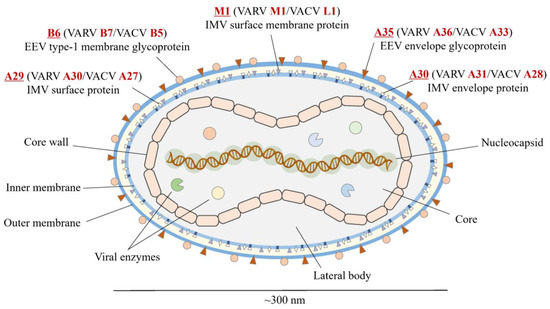 Small Pox Virus Structure