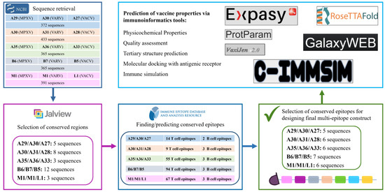 Development of a Multi-Epitope Universal mRNA Vaccine Candidate for ...