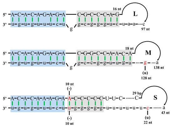 Construction and Characterization of Severe Fever with Thrombocytopenia ...
