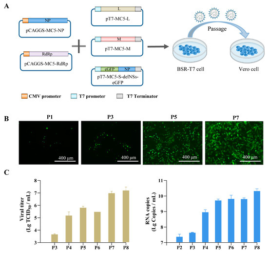 Construction and Characterization of Severe Fever with Thrombocytopenia ...