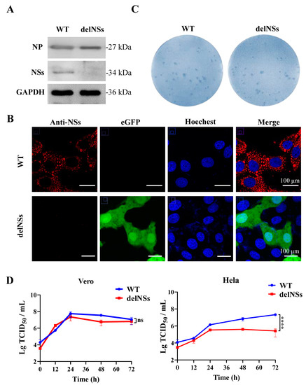 Construction and Characterization of Severe Fever with Thrombocytopenia ...