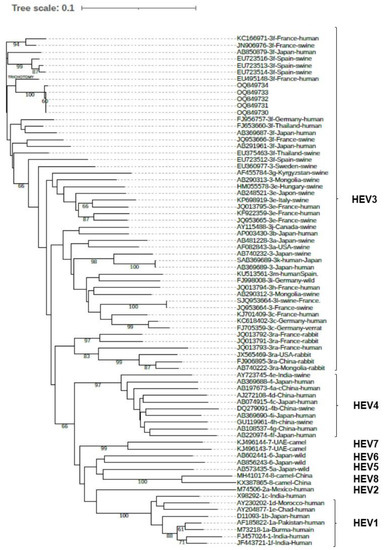 Clustered Cases of Waterborne Hepatitis E Virus Infection, France
