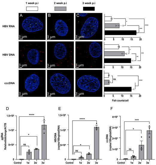 Super-Resolution Microscopy Analysis of Hepatitis B Viral cccDNA and ...