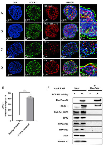 Super-Resolution Microscopy Analysis of Hepatitis B Viral cccDNA and ...