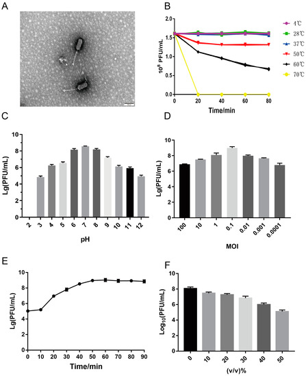 Virulent Phage vB_EfaS_WH1 Removes Enterococcus faecalis Biofilm and ...