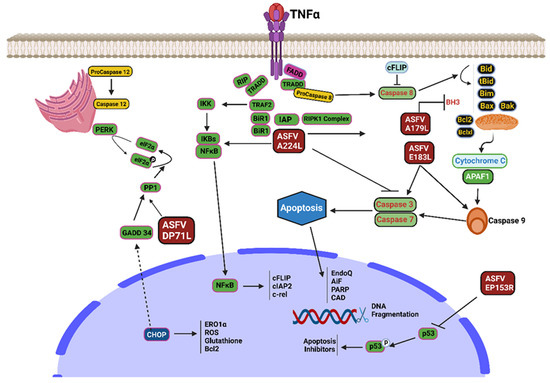 Viruses | Free Full-Text | African Swine Fever Virus Interaction with ...