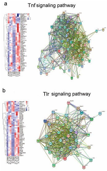 Transcriptomic Analysis of mRNA Expression Profiles in the Microglia of ...