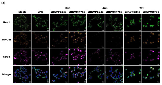 ZIKV Strains Elicit Different Inflammatory and Anti-Viral Responses in ...
