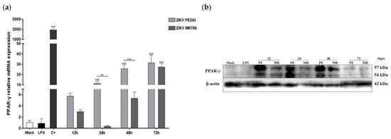 ZIKV Strains Elicit Different Inflammatory and Anti-Viral Responses in ...